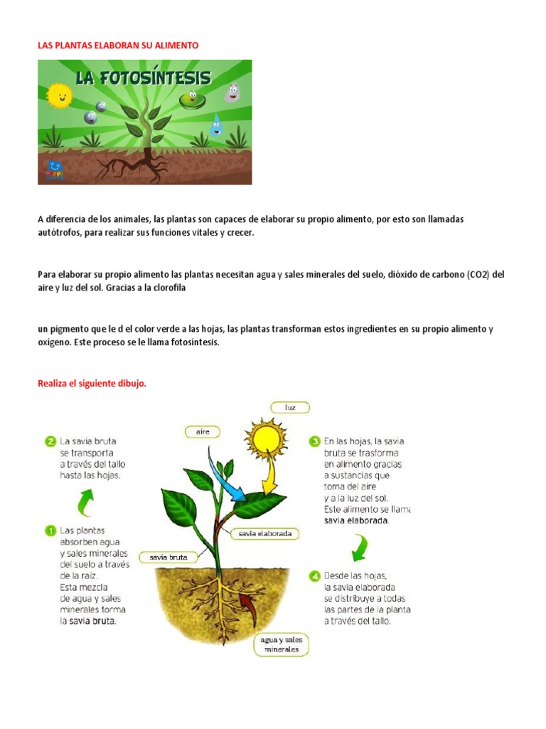 Cómo las plantas crean su alimento | PDF