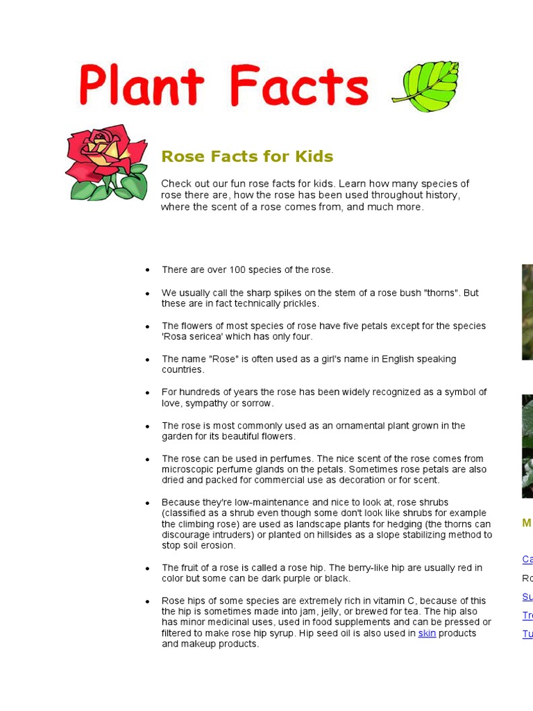Roses Plants Facts | PDF | Rose | Plants