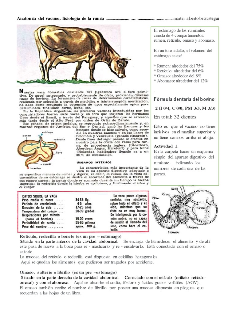 Anatomia de La Vaca PDF | PDF | Rumiante | Estómago