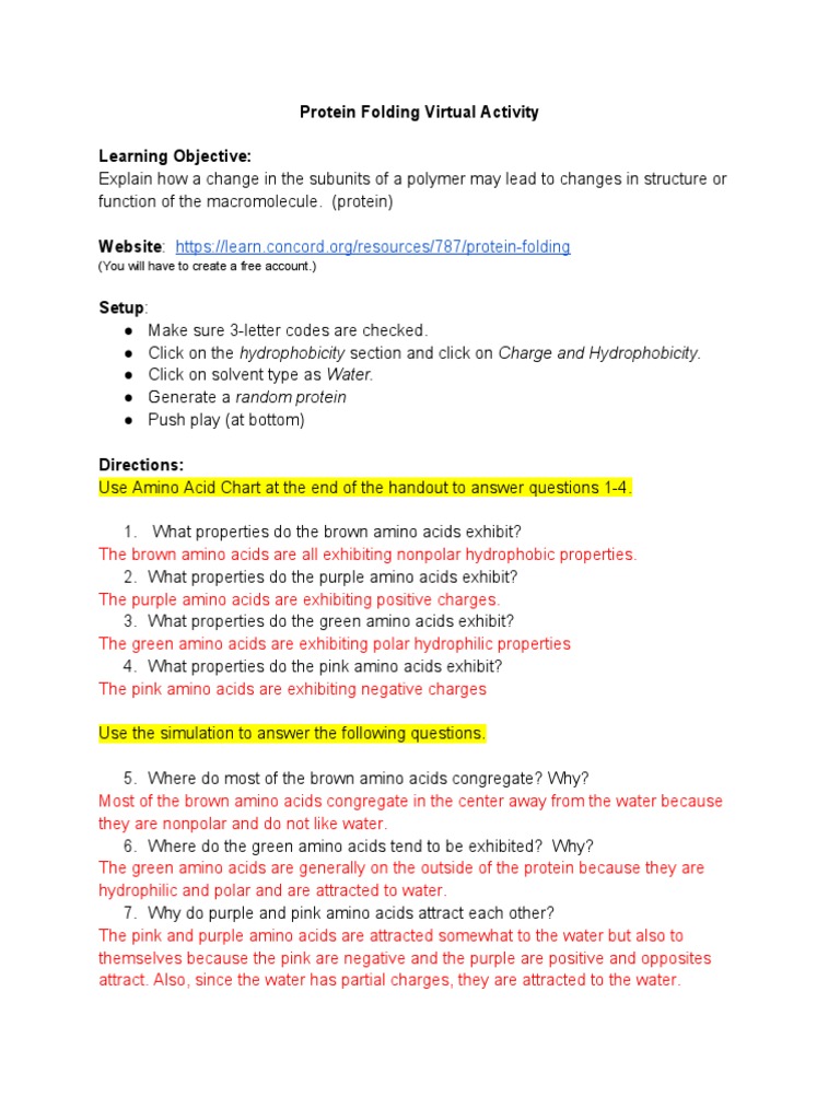 Protein Folding Simulation Activity | PDF | Hydrophile | Amino Acid