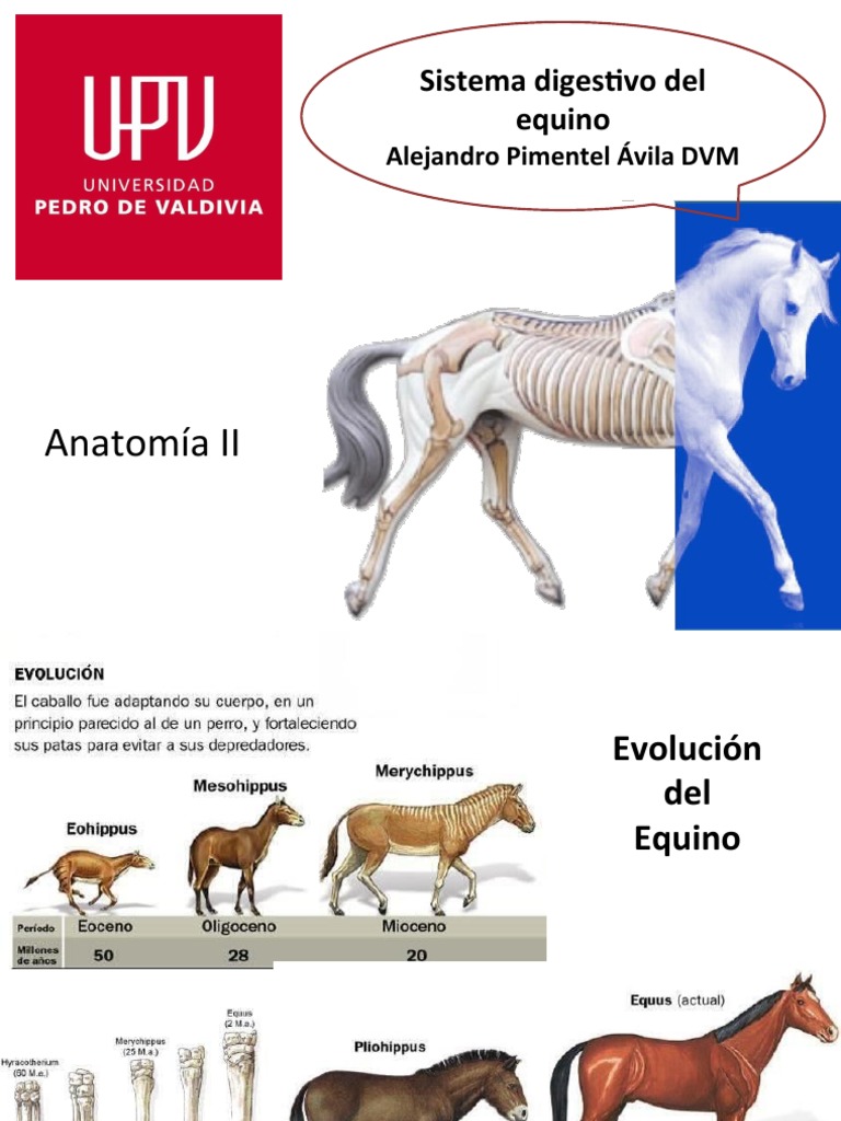 Anatomía y fisiología del sistema digestivo del equino | PDF ...