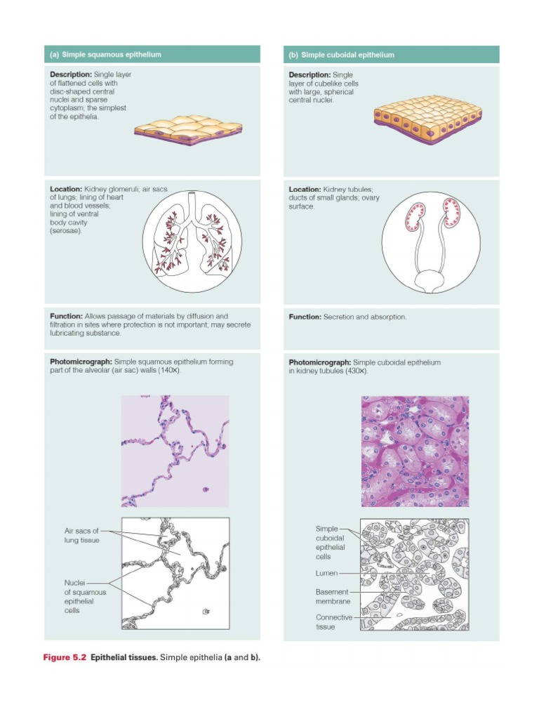 Tissue Types | PDF