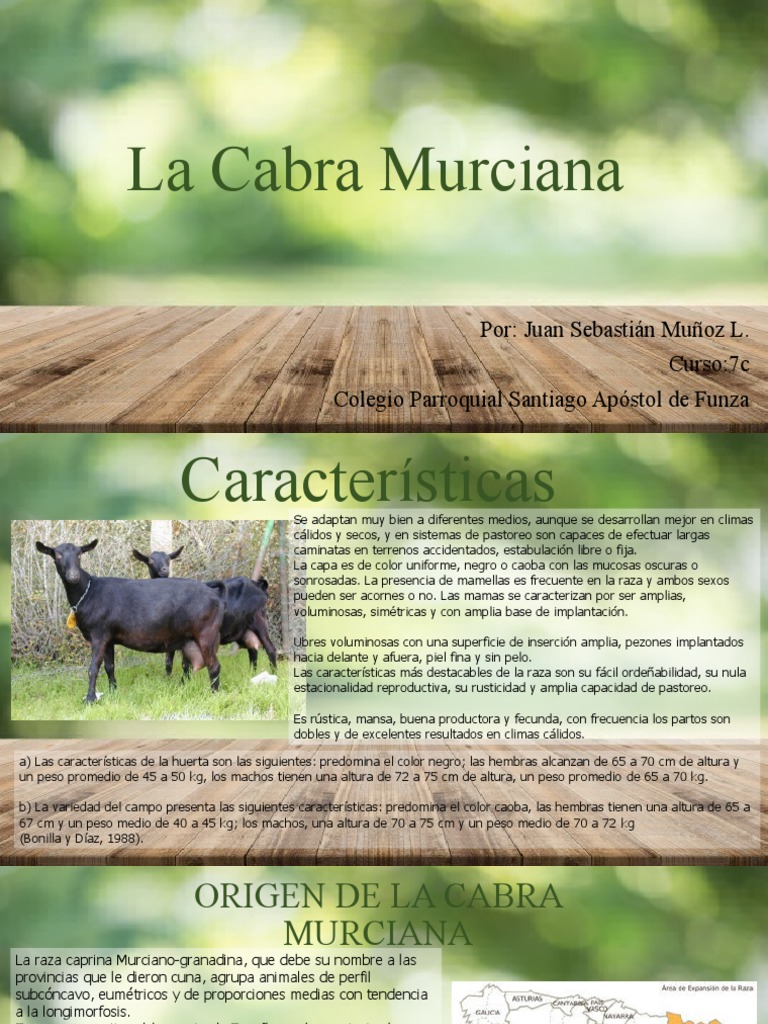 La Cabra Murciana | PDF | Leche | Animales domesticados