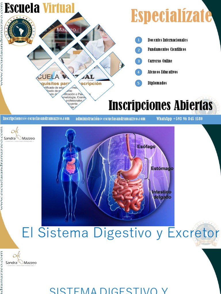 Sistema Digestivo y Excretor PDF | PDF | Salud y bienestar