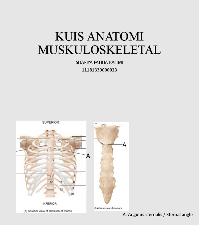 Kuis Anatomi - Shafiya Fatiha Rahmi - 11181330000023 | PDF