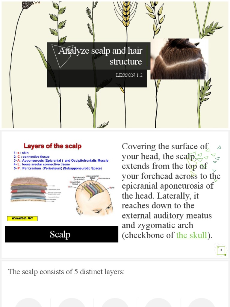 Analyze Scalp and Hair Structure | PDF | Hair | Skin