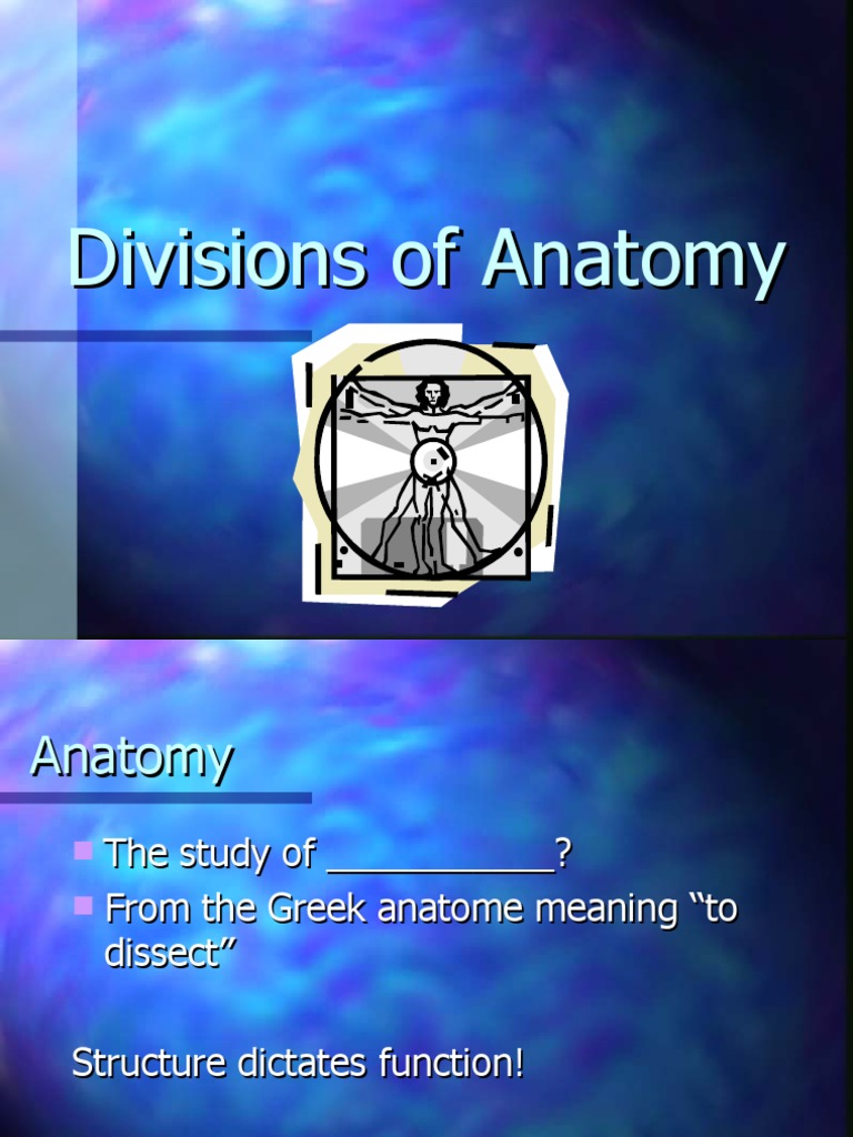 Anatomy Subdivisions Overview | PDF