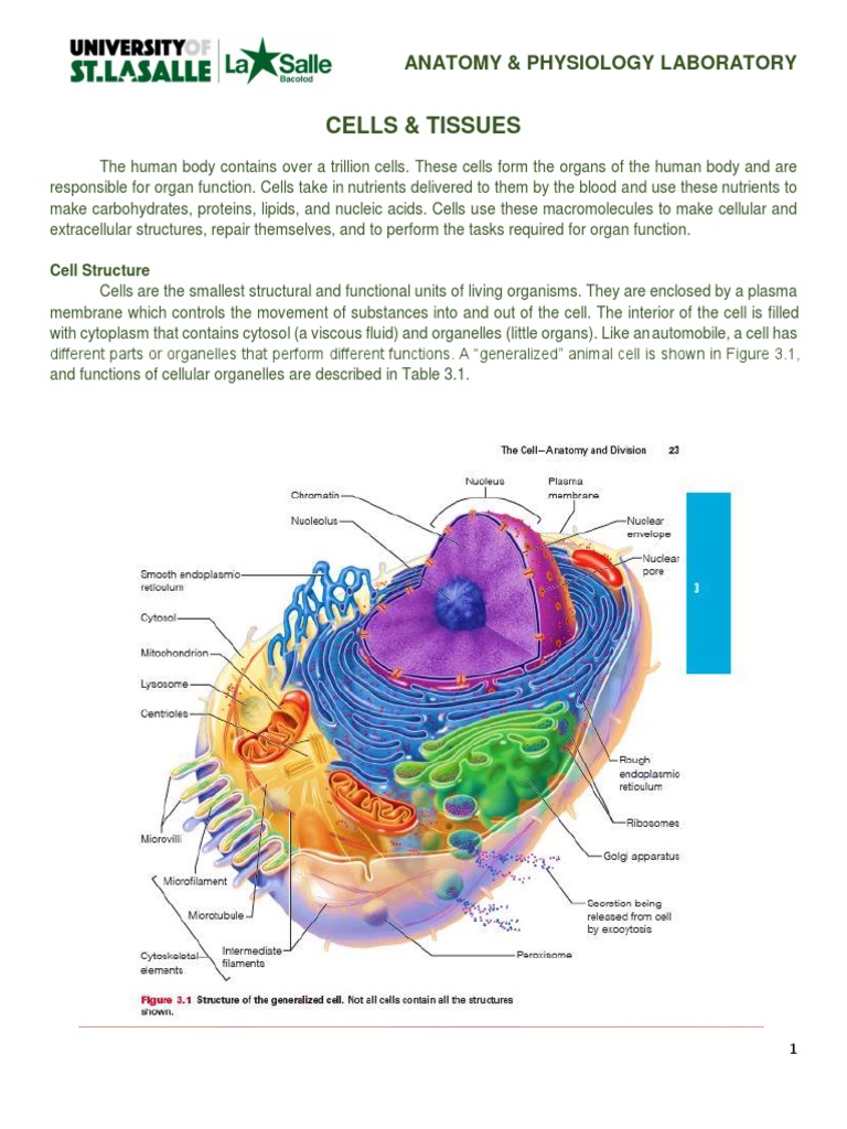 Cells and Tissues | PDF | Mitosis | Epithelium
