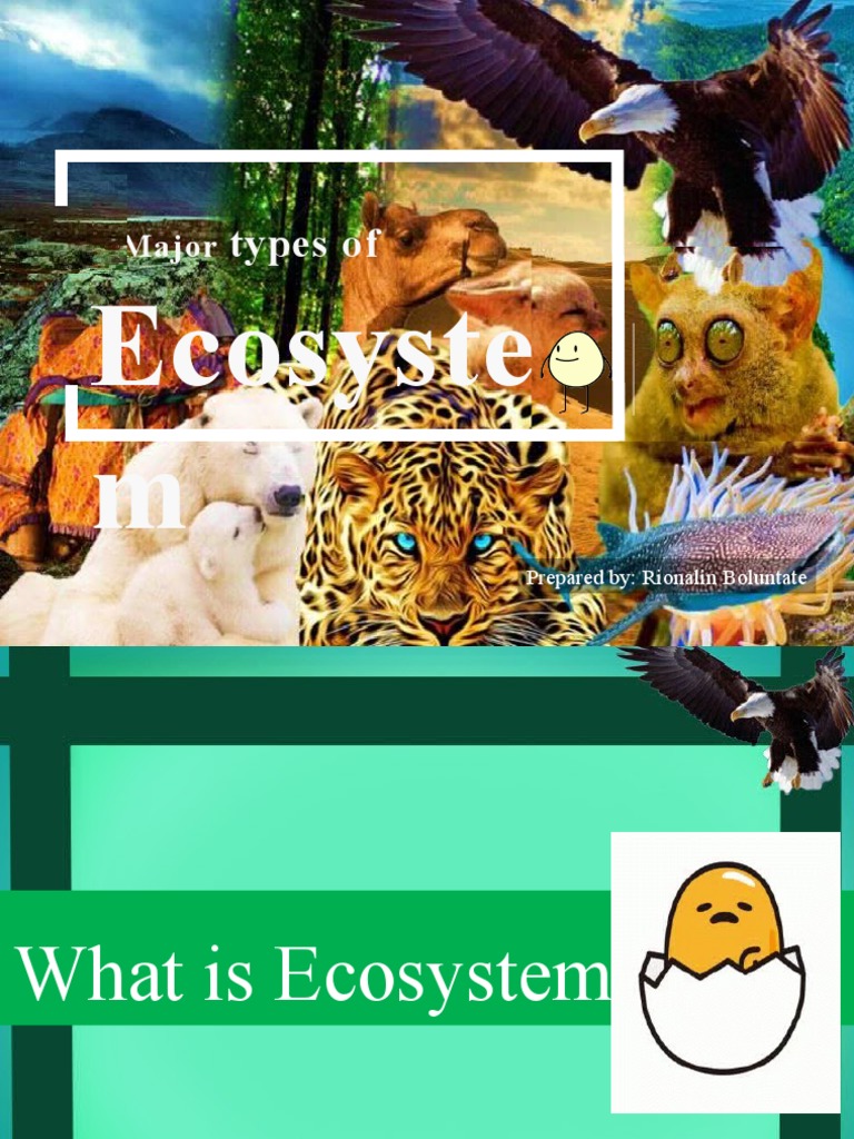 Types Of: Ecosyste M | PDF | Wetland | Aquatic Ecosystem