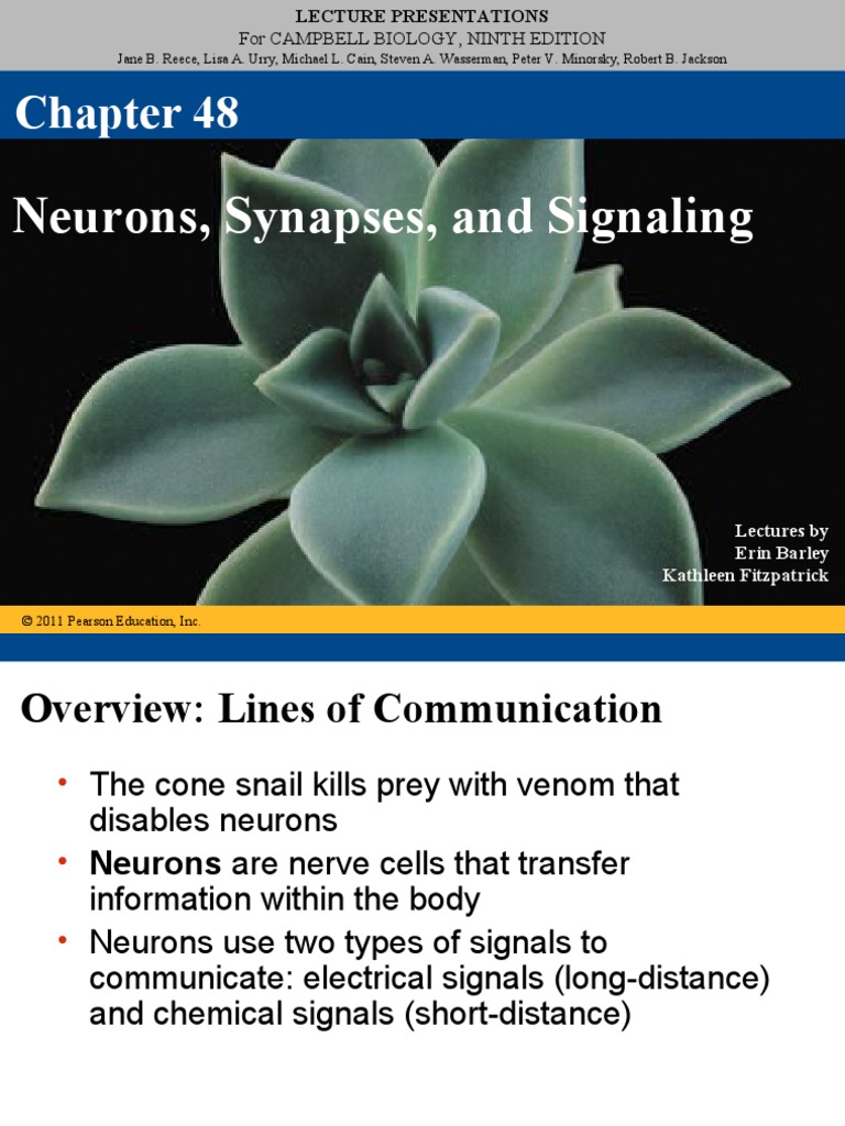 Chapter 48 Neurons Synapses and Signaling | PDF | Chemical Synapse ...