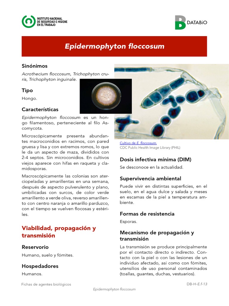 Epidermphyton Floccosum | PDF | Microbiología | Inmunología