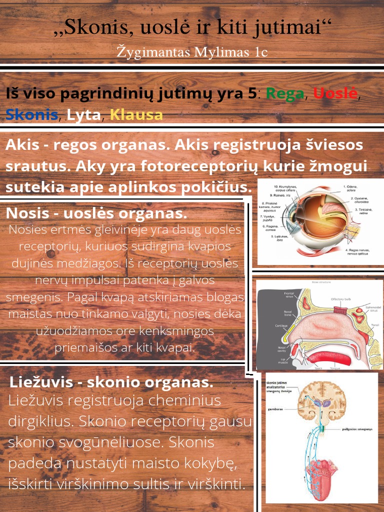 Skonis, Uoslė Ir Kiti Jutimai" | PDF