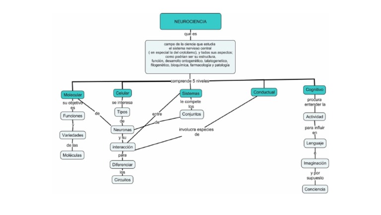 Mapa Conceptual Neurociencias Pdf