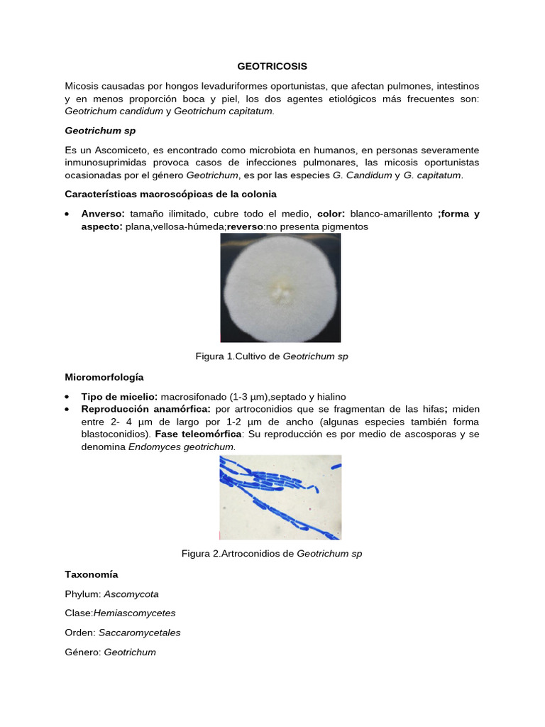 Geotricosis | PDF | Tuberculosis | Tos