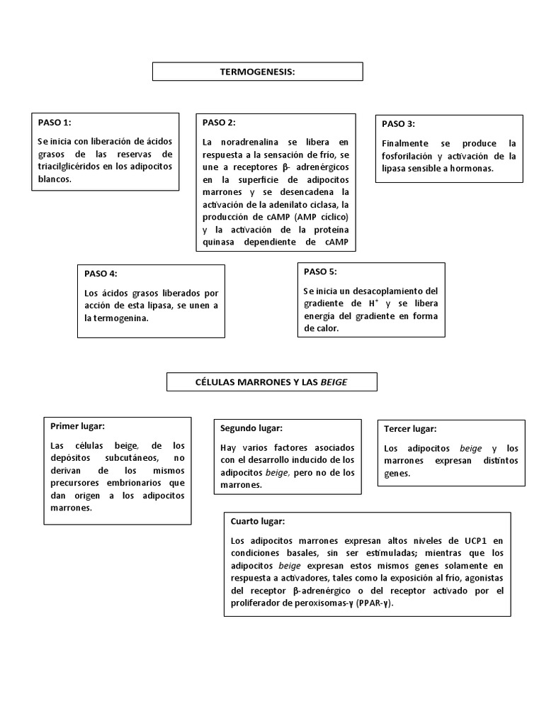 TERMOGENESIS | PDF | Tejido adiposo | Receptor (Bioquímica)