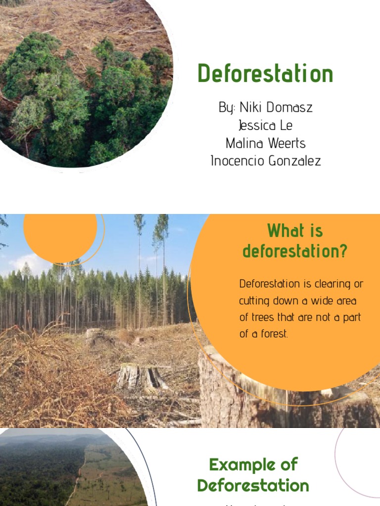 Deforestation | PDF
