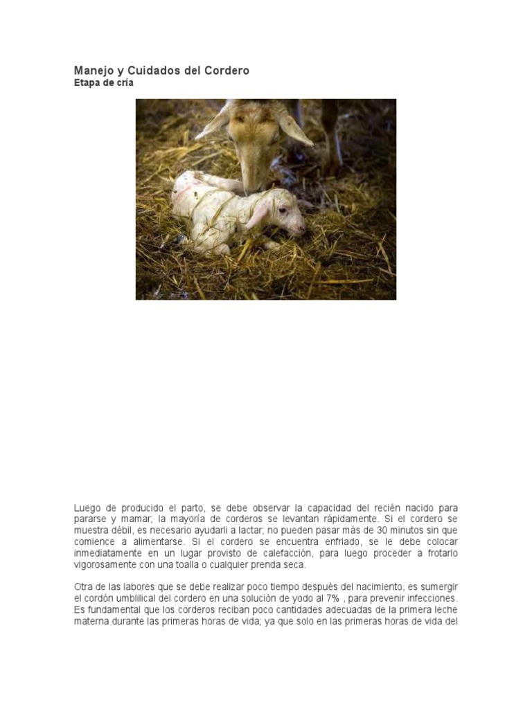 Cuidados Del Cordero Recien Nacido. | PDF | Oveja | Leche