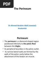 Perineal Region | PDF | Pelvis | Clitoris