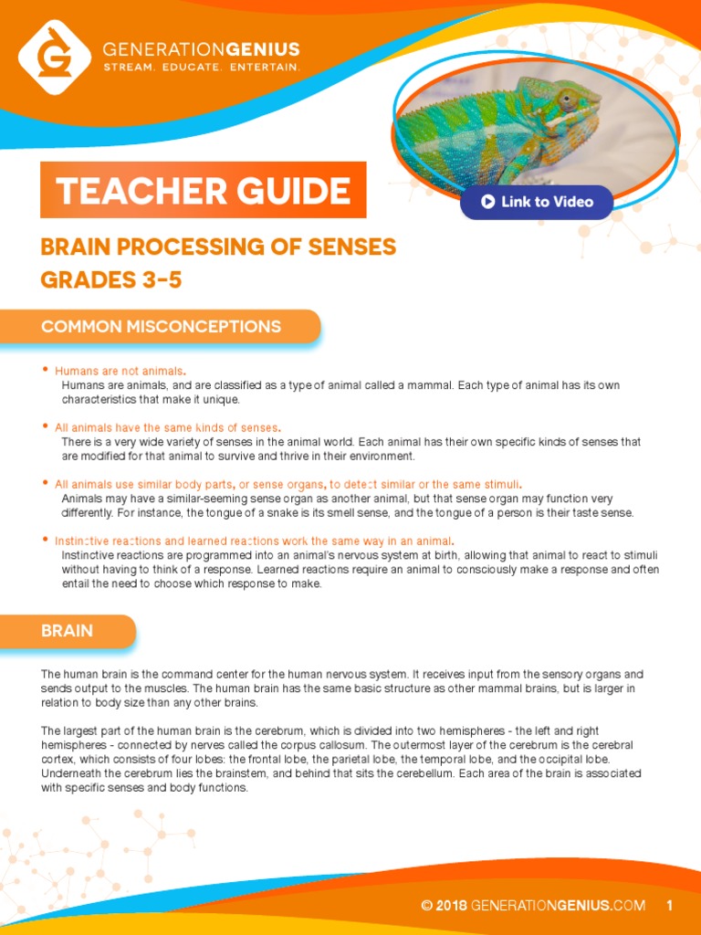 Teacher Guide: Brain Processing of Senses Grades 3-5 | PDF | Senses ...