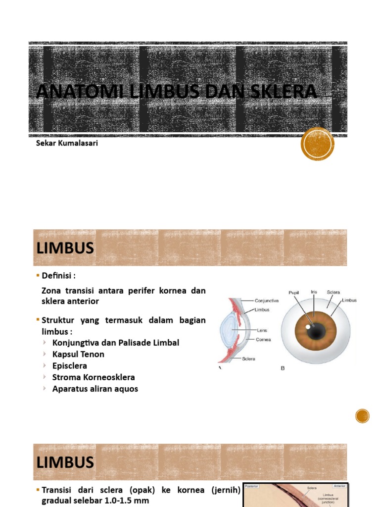 Anatomi Limbus dan Sklera Mata | PDF