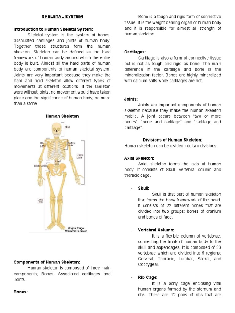 Skeletal System Introduction To Human Skeletal System | PDF | Skeleton ...