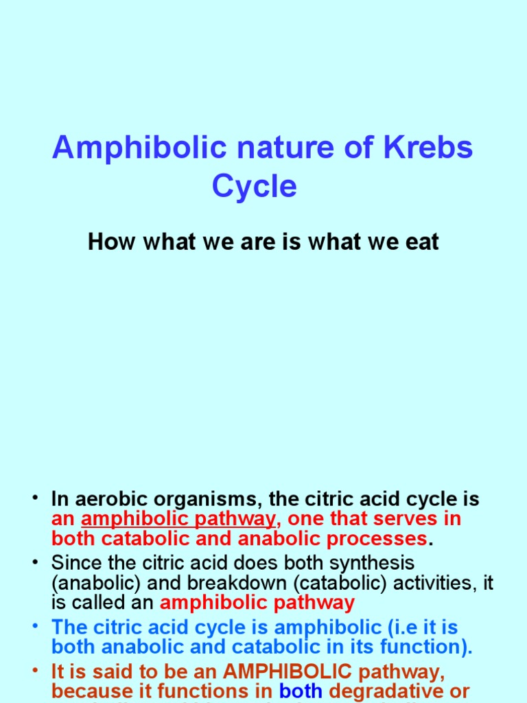 Amphibolic Nature of Krebs Cycle: How What We Are Is What We Eat | PDF ...
