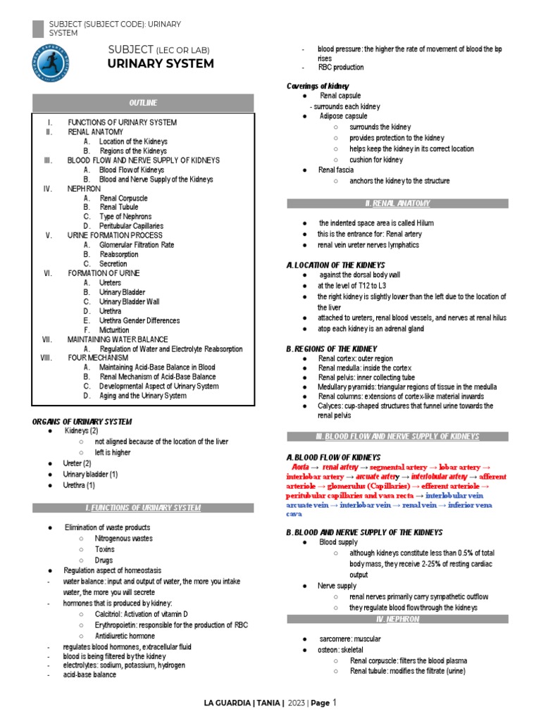 Urinary System | PDF | Kidney | Urinary System