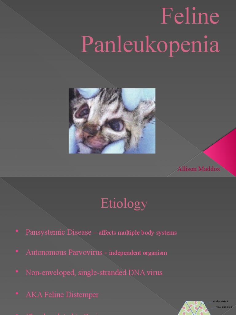 Feline Panleukopenia | PDF | Animal Diseases | Epidemiology