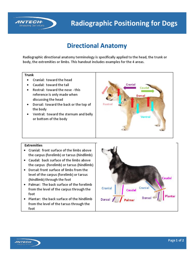 Directional Anatomy Handout | PDF | Science & Mathematics