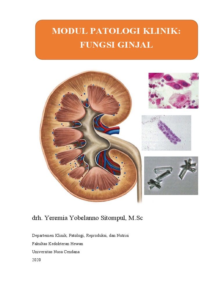 Uji Fungsi Ginjal | PDF