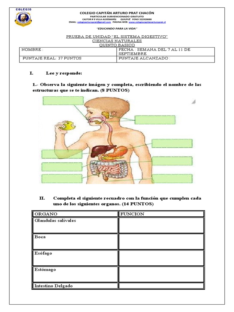 Prueba Sistema Digestivo 5 | PDF | Sistema digestivo humano | Digestión Prueba Sistema Digestivo 5 | PDF | Sistema digestivo humano | Digestión