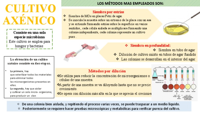 Cultivo Axénico | PDF