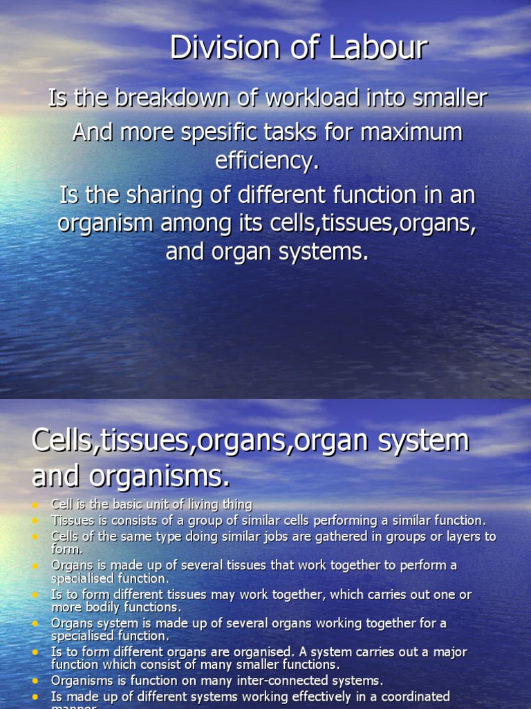Division of Labour | PDF | Tissue (Biology) | Organ (Anatomy)