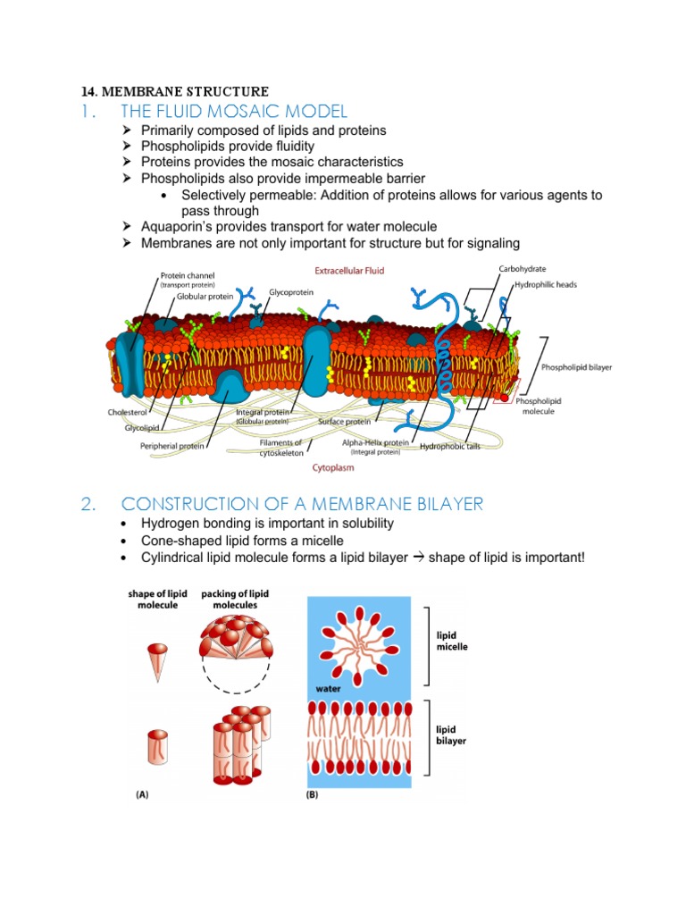 Membrane Structure PDF | PDF | Phospholipid | Cell Membrane