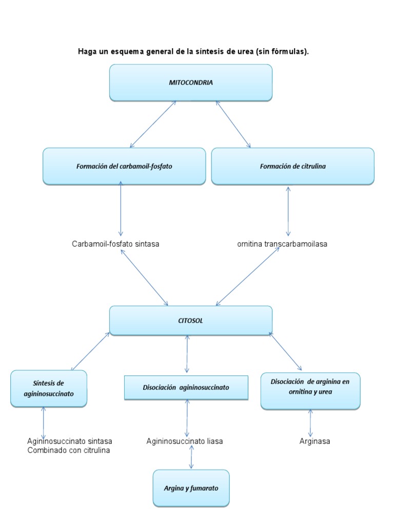 Esquema de la síntesis de urea | PDF