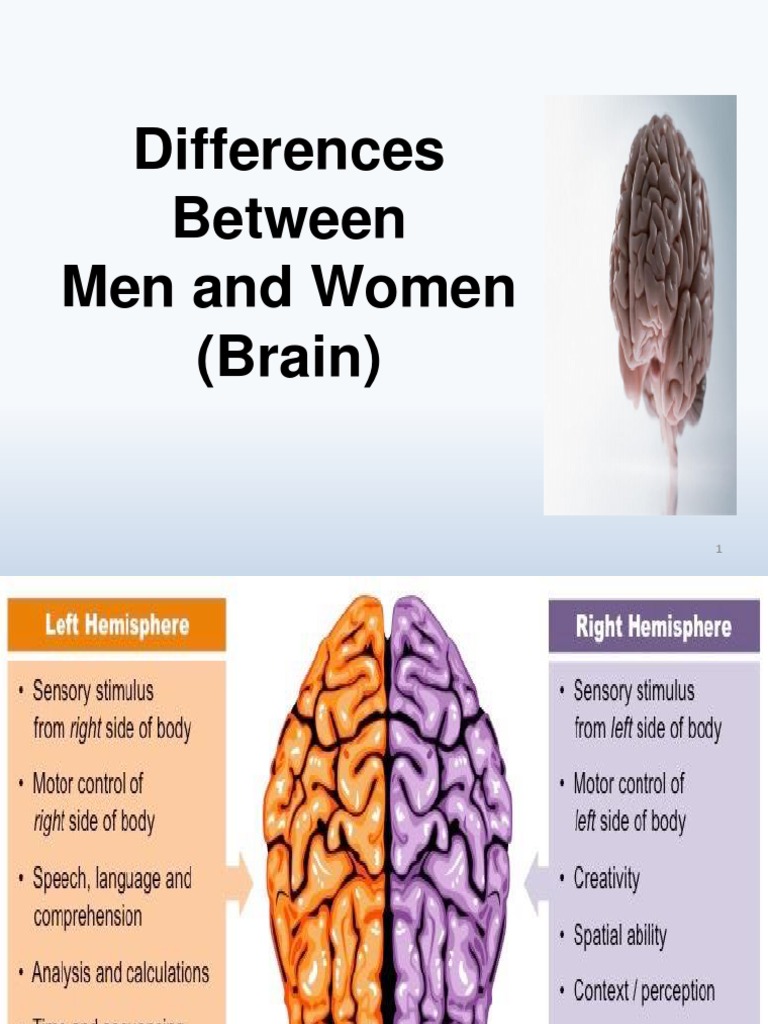 Differences Between Men and Women (Brain) | PDF | Amygdala | Hippocampus