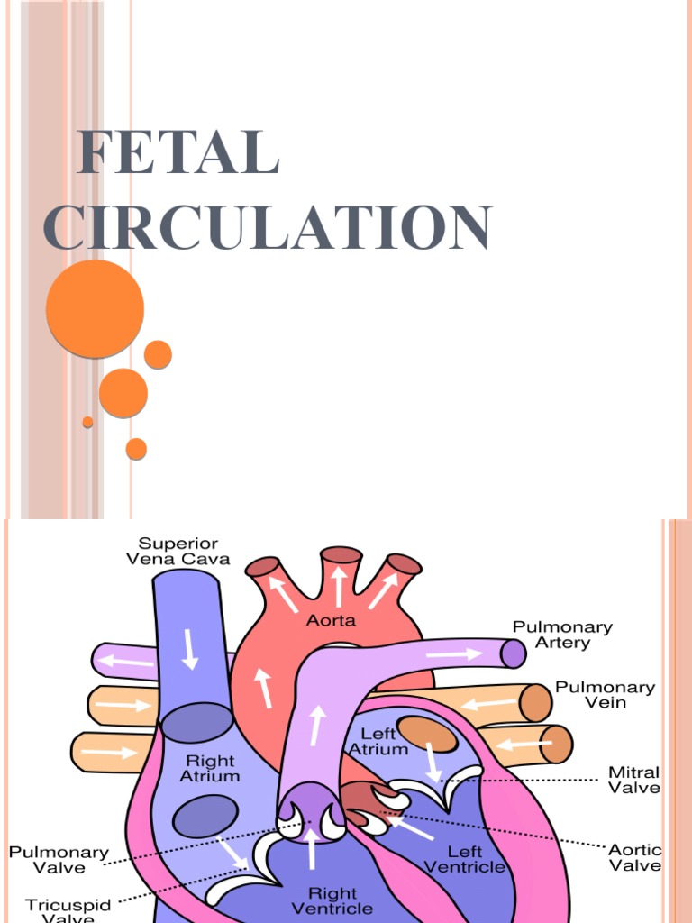 Unit 6 | PDF | Atrium (Heart) | Circulatory System