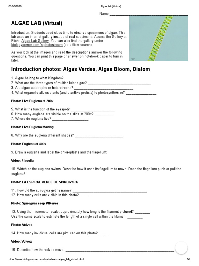 Virtual Algae Lab Worksheet | PDF | Science & Mathematics