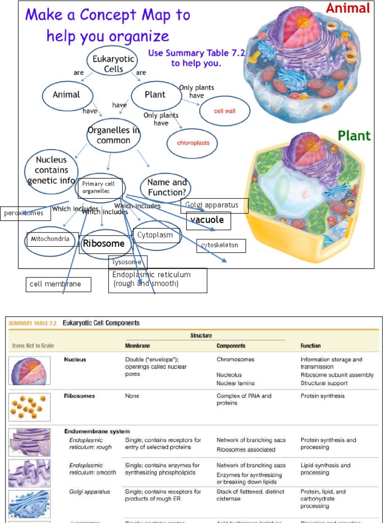 Organelles Concept Map - Key | PDF