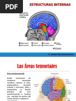 Lobulo de La Insula | PDF | Corteza Insular | Lóbulo temporal