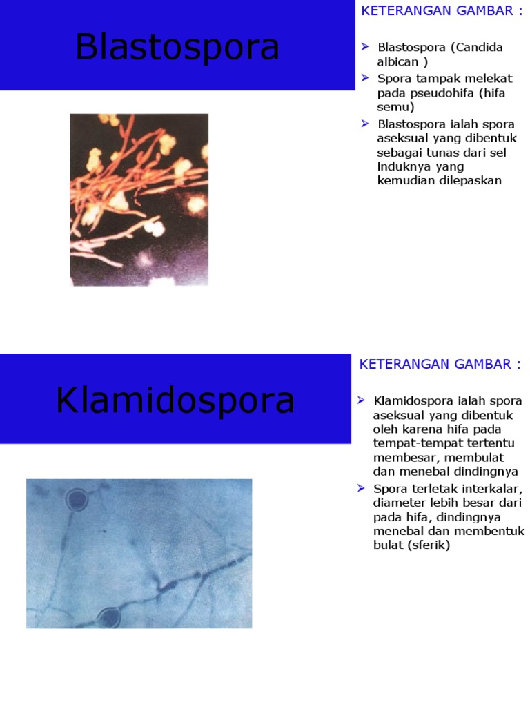 Blastospora | PDF