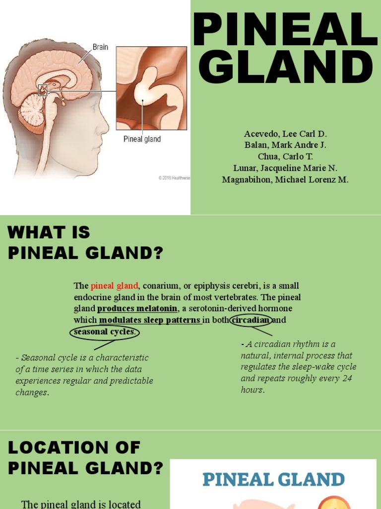 Pineal Gland | PDF | Circadian Rhythm | Sleep
