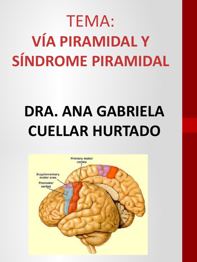 Via Piramidal y Sindrome Piramidal | PDF | Neurona | Neurociencia