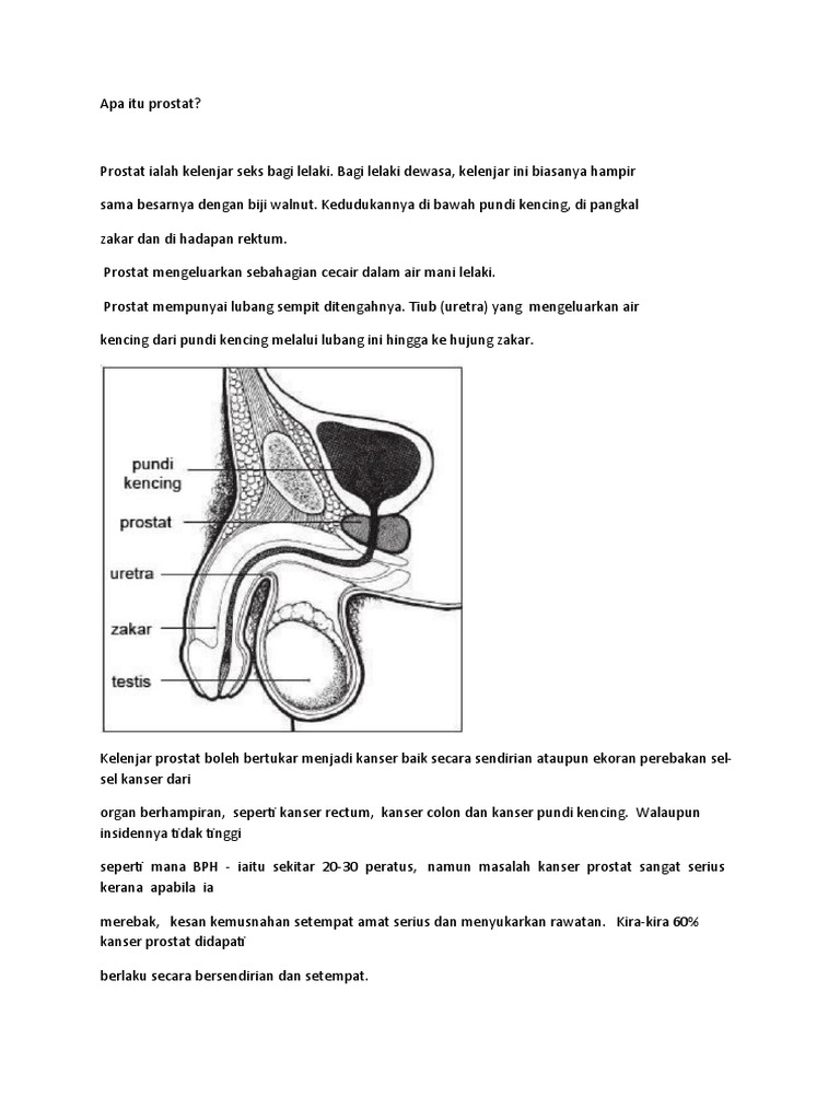 Apa Itu Prostat | PDF