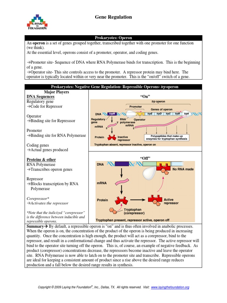 Gene Regulation: Prokaryotes: Operon | PDF | Operon | Regulation Of ...