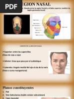 Diapositivas de Regiones de La Cara | PDF | Anatomía humana | Anatomía