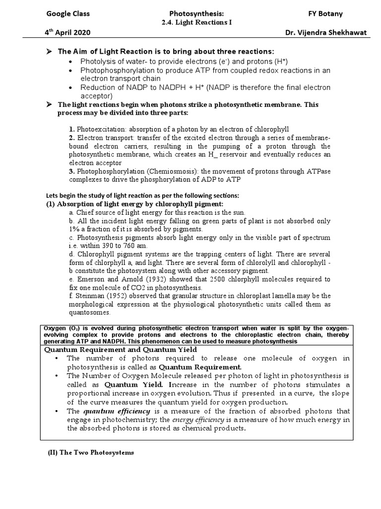 Photosynthesis Light Reactions Guide | PDF | Photosynthesis | Chlorophyll
