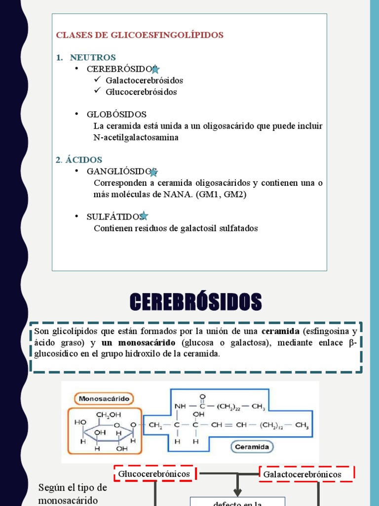 Cerebrósido, Gangliósido, Sulfátidos | PDF | Bioquímica | Química
