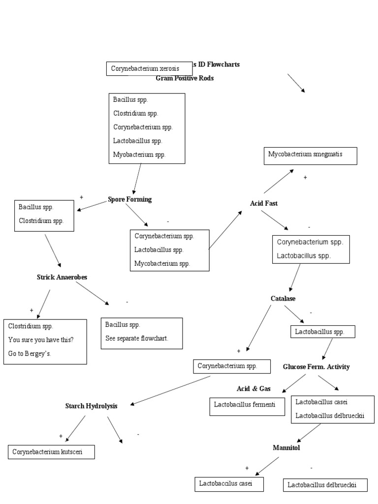 Gram Positive Rods ID Flowcharts Gram Positive Rods | PDF | Bacillus ...