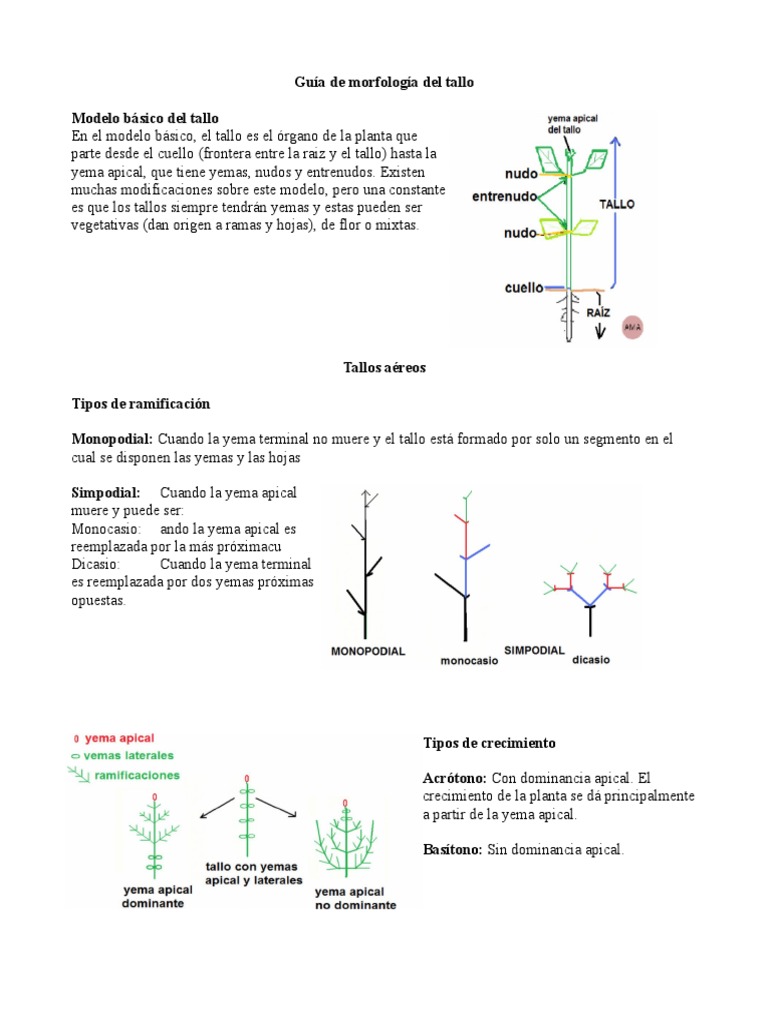 Guia Tallo | PDF | Tallo de la planta | Hoja
